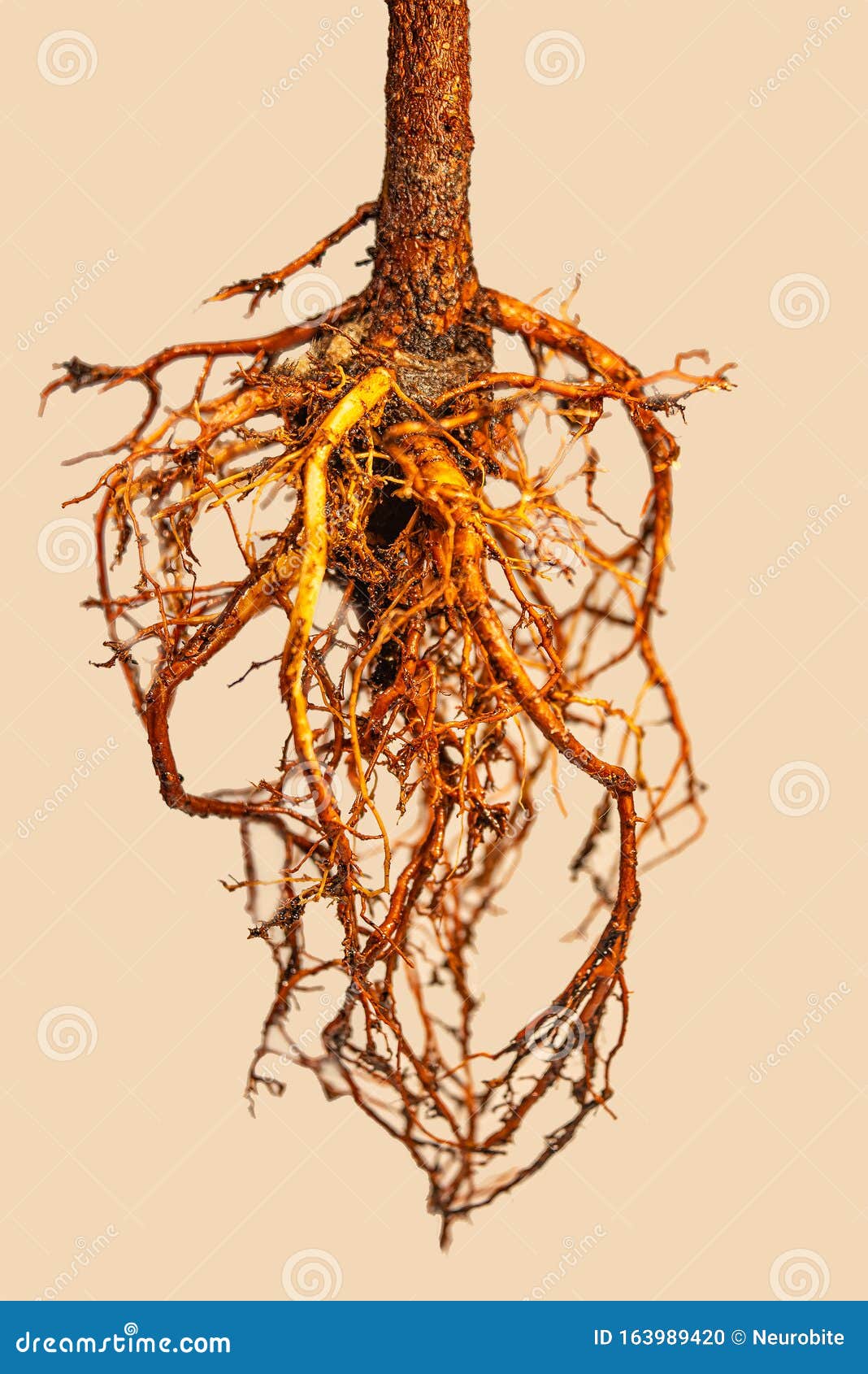 Wet Complete Small Tree Root during Soil Change in the Garden at Smooth ...