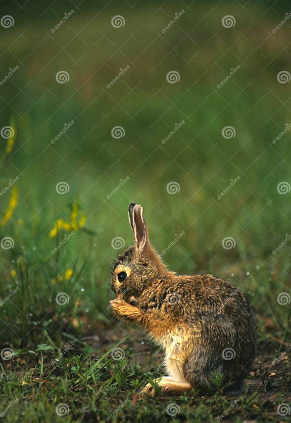 Wet Cottontail Rabbit stock image. Image of animal, ears - 18511497