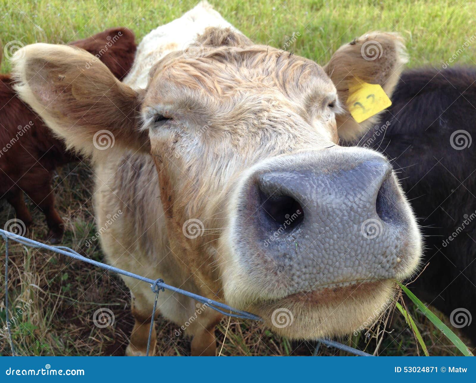 Wet cow nose stock image. Image of furry, personal, happy - 53024871