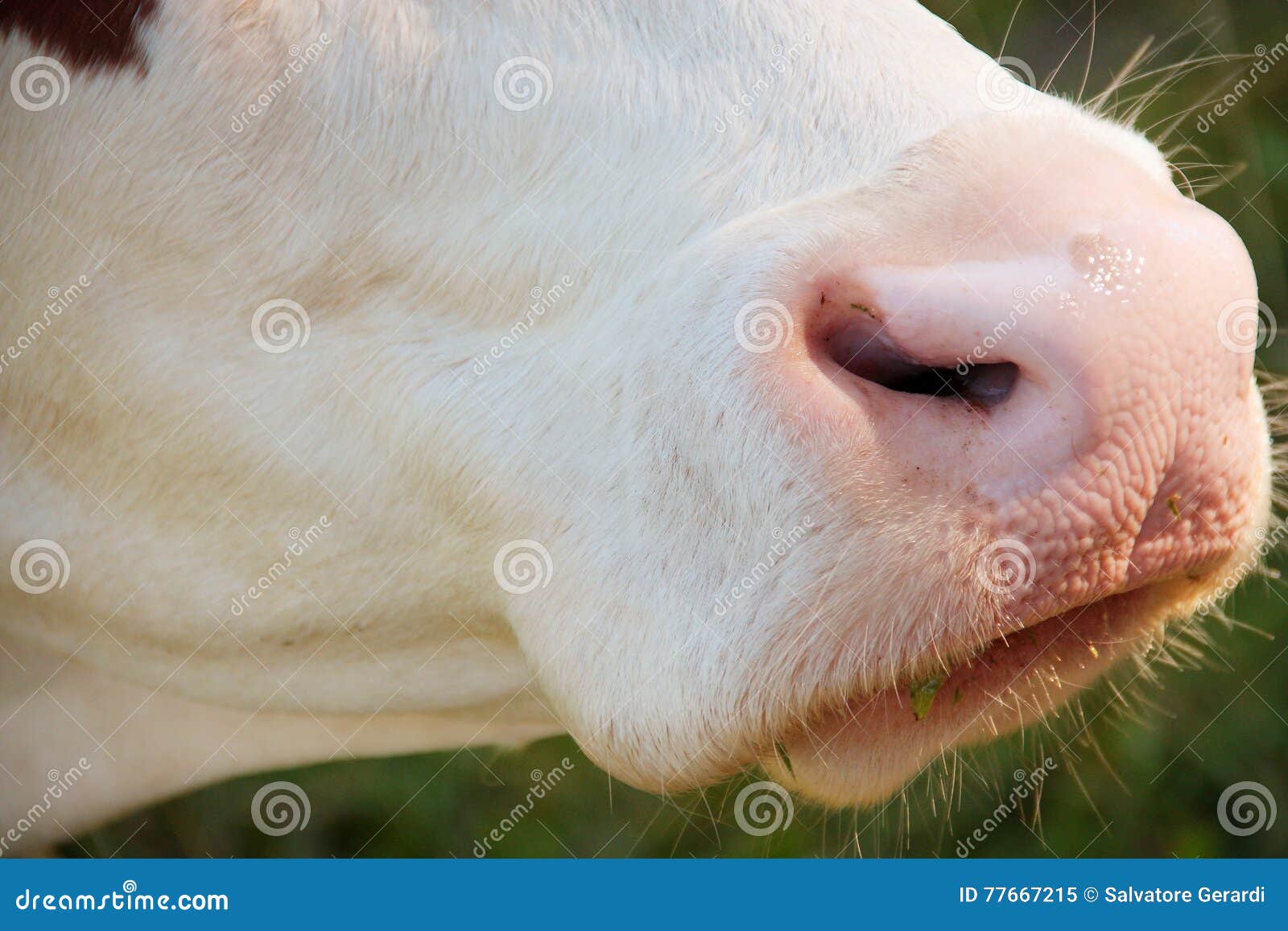 Wet cow nose close up stock image. Image of field, dairy - 77667215