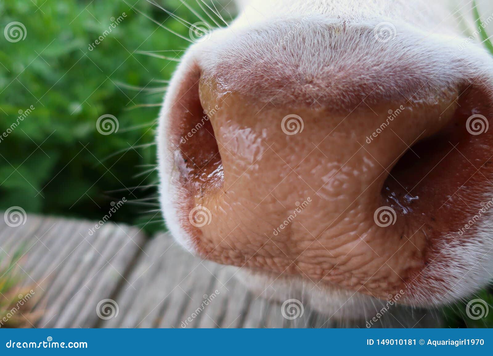 Wet cow nose stock image. Image of scene, brown, rural - 149010181