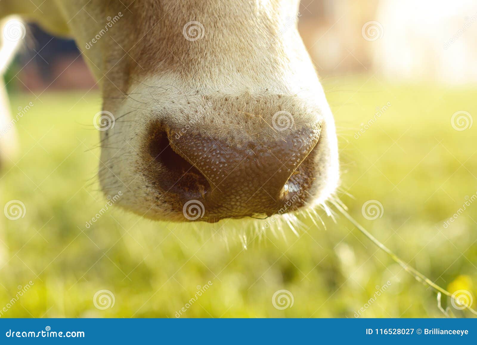 Wet Cow Nose in the Evening Sunlight Stock Image - Image of background ...