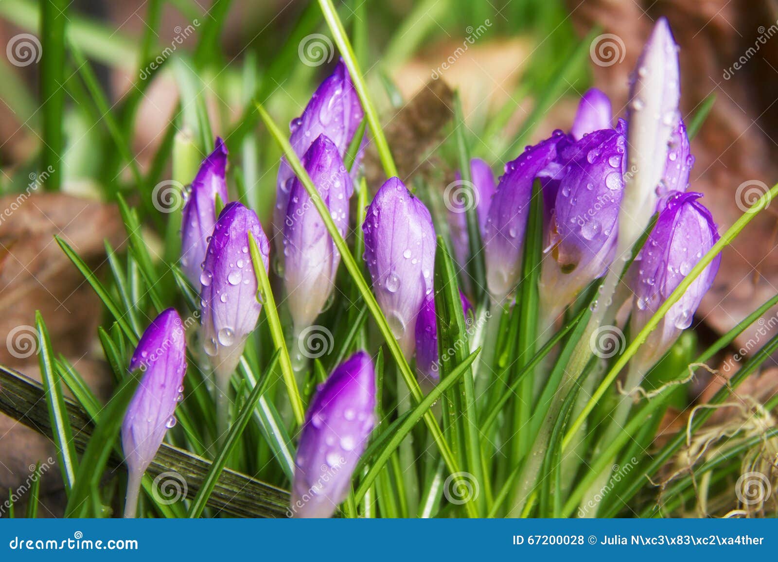 Wet crocus buds in spring stock photo. Image of crocuses - 67200028