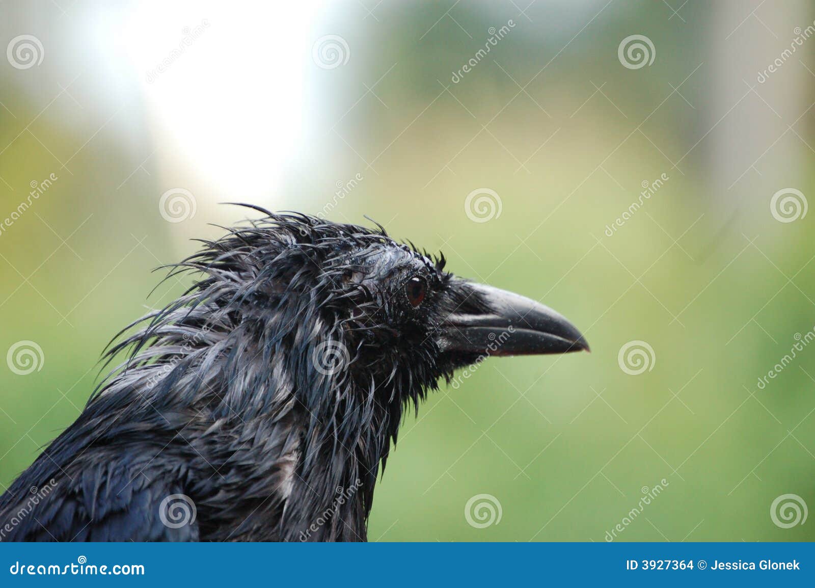 Wet crow stock photo. Image of blackbird, outdoor, macro - 3927364