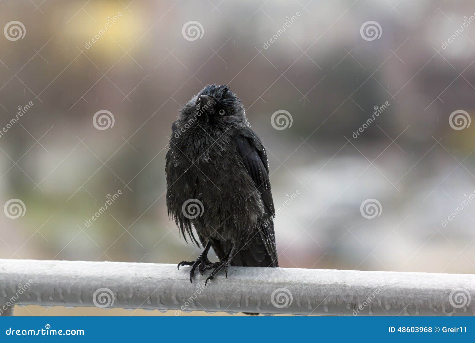 Wet Crow in the Rail Sitting on Balcony Rai Stock Photo - Image of ...