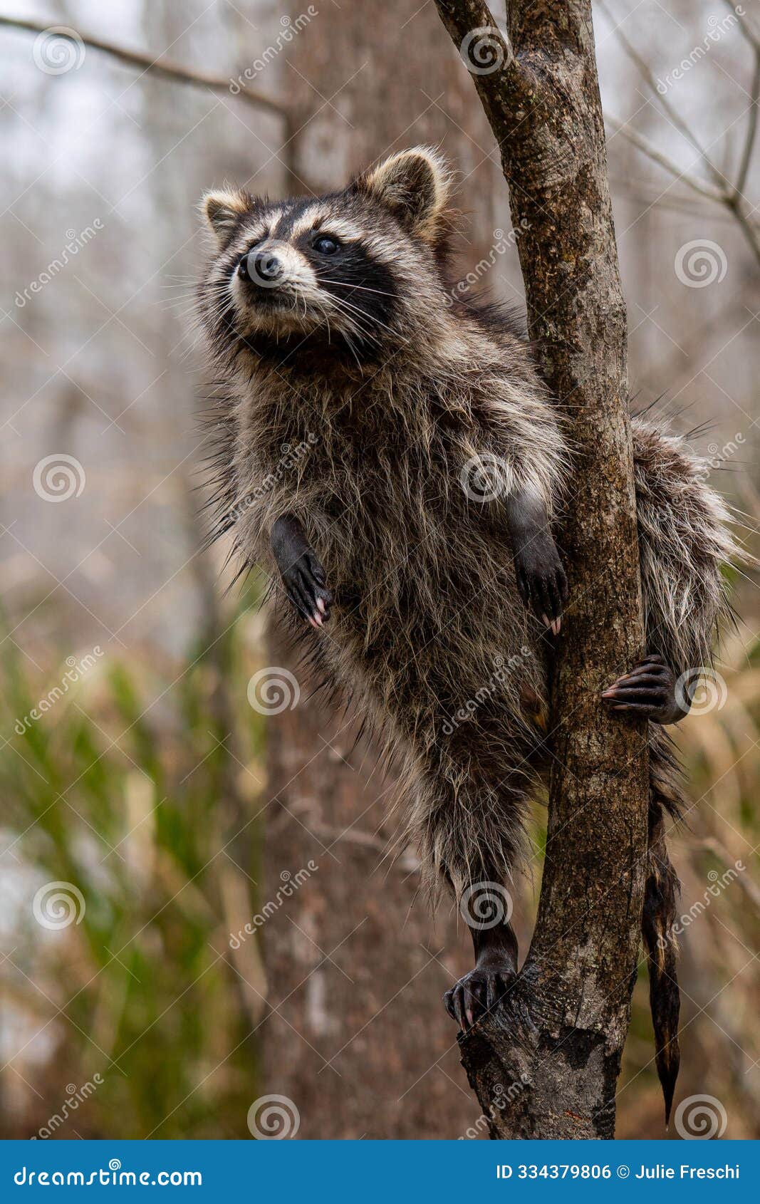 Royalty Free Images, Cartoons, Illustrations And Photos Designed By ...