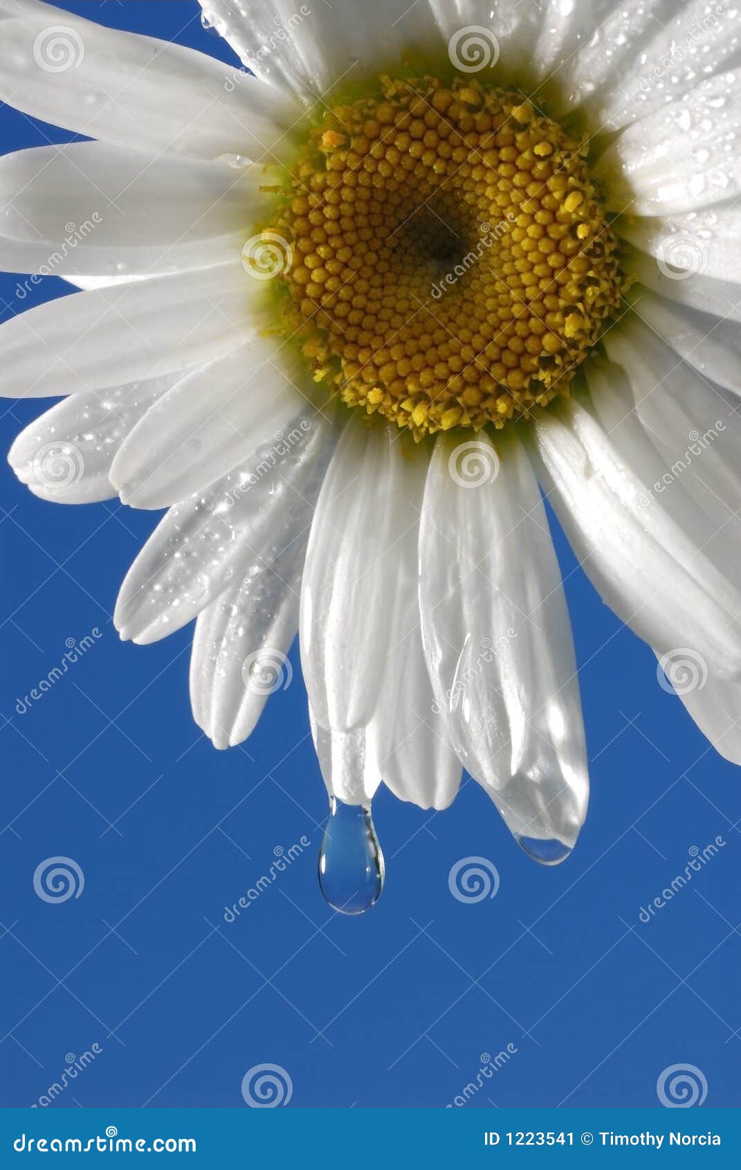 Wet Daisy stock image. Image of flora, droplets, season - 1223541