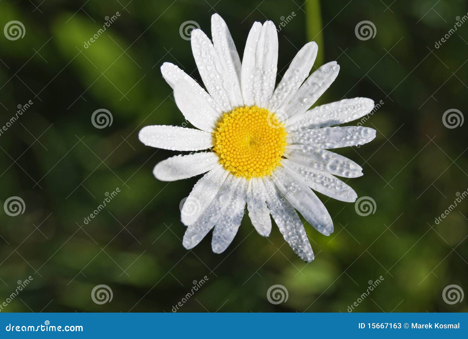 Wet daisy stock image. Image of macro, drop, flower, daisy - 15667163