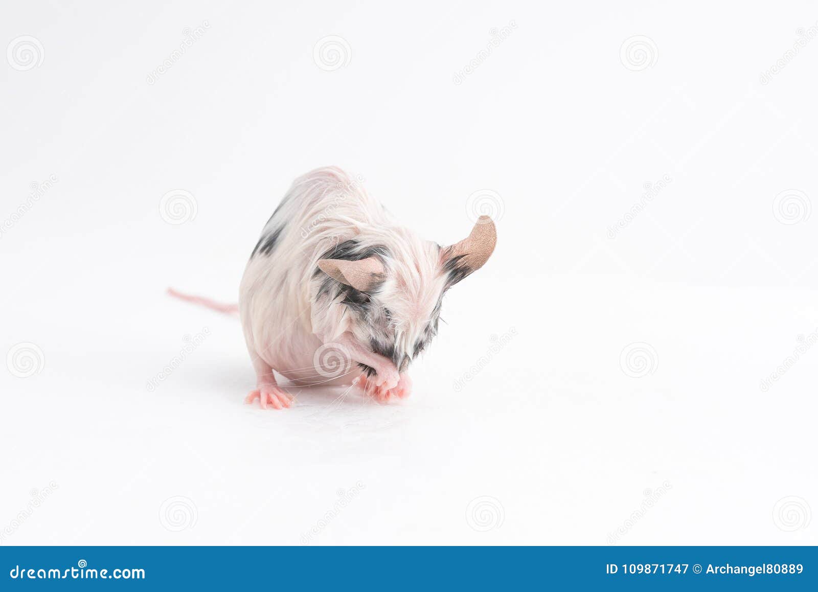 Wet Decorative Mouse Washed, on a Light Background Stock Image - Image ...