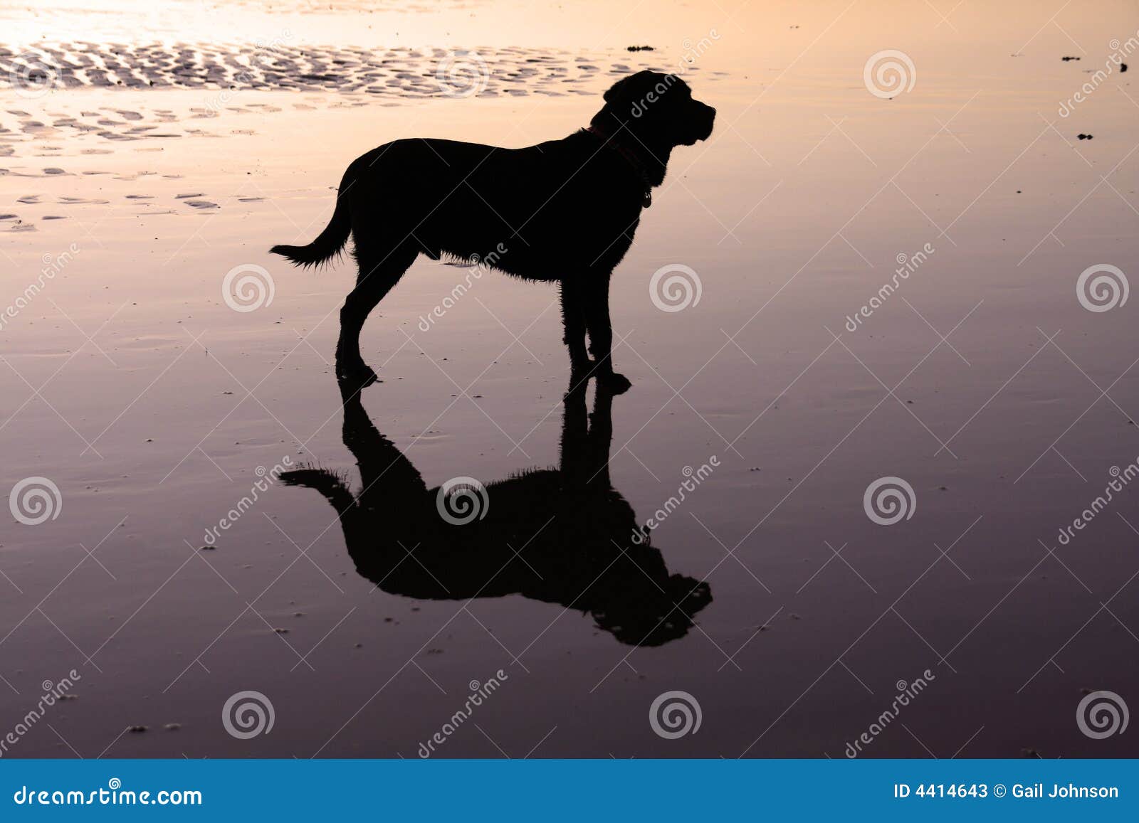 Wet Dog stock image. Image of labrador, silhouette, sandy - 4414643
