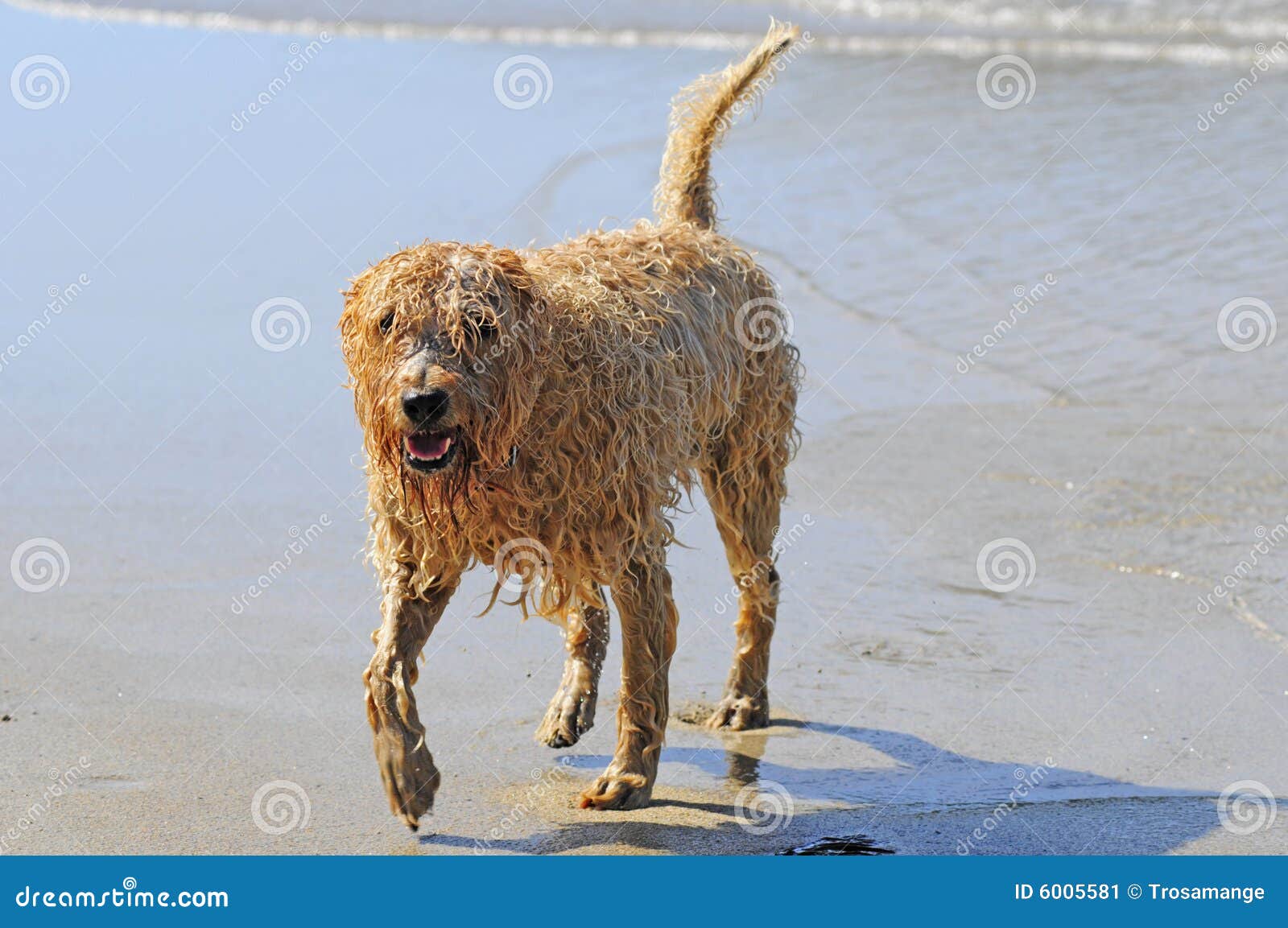 Wet dog stock image. Image of legs, teeth, beach, animal - 6005581
