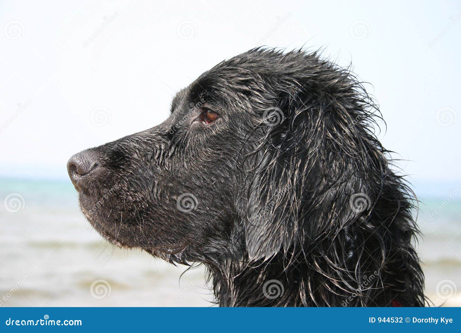 Wet Dog stock photo. Image of lake, friend, swimming, beach - 944532