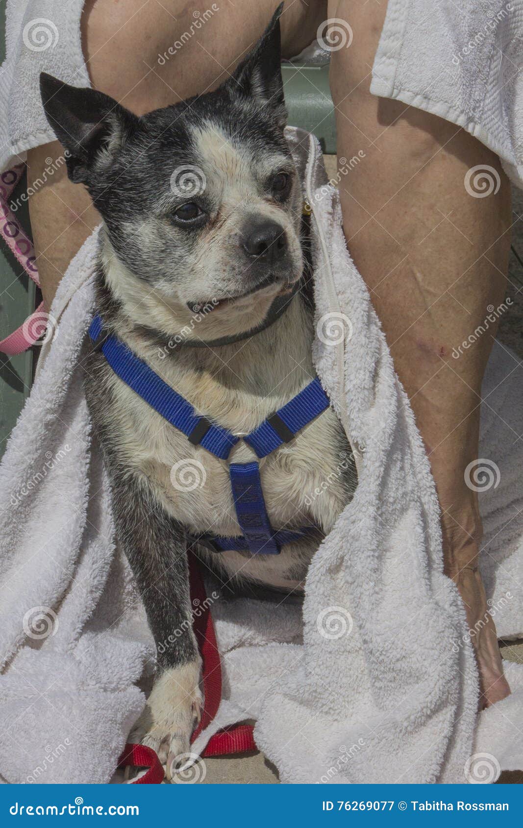 Wet dog stock image. Image of pool, pets, offter, days - 76269077