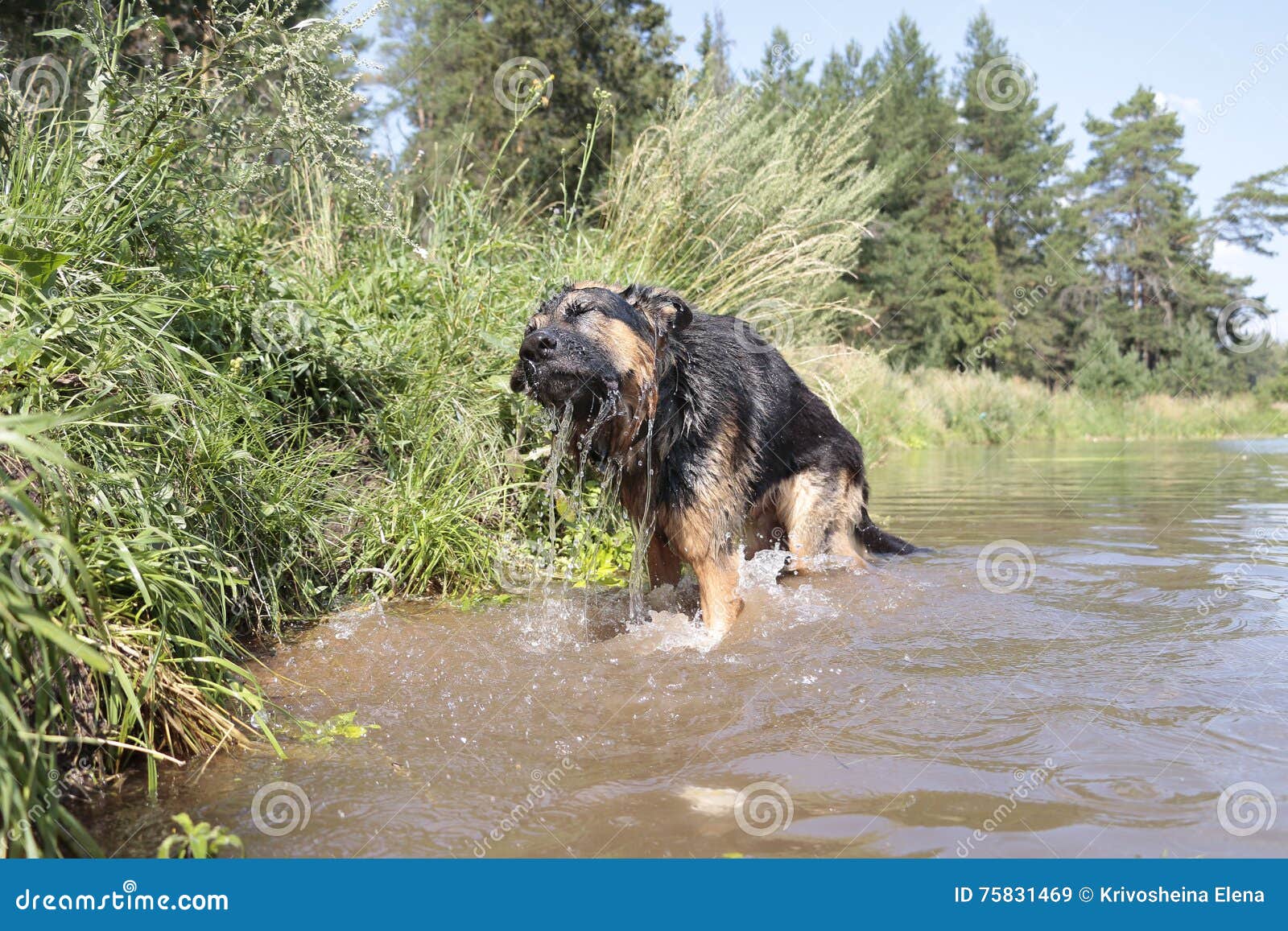 Wet Dog German Shepherd in a Water Stock Image - Image of friendship ...