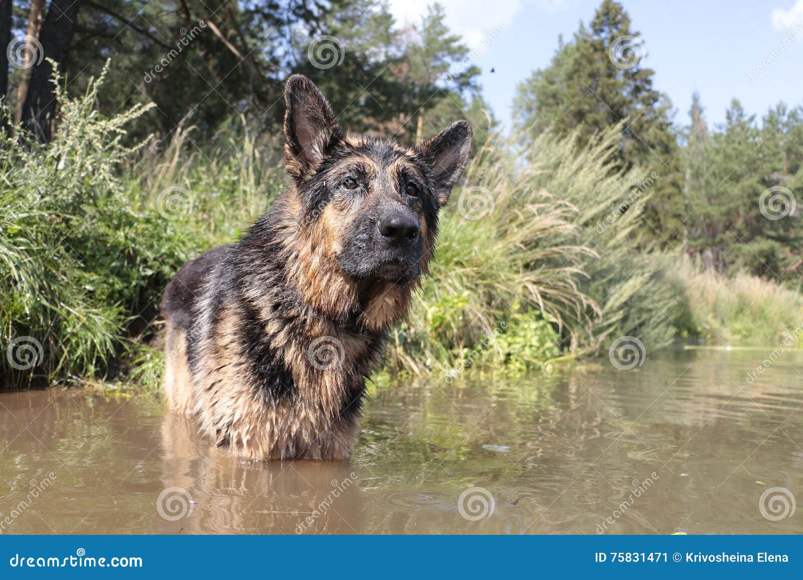 Wet Dog German Shepherd in a Water Stock Image - Image of obedience ...