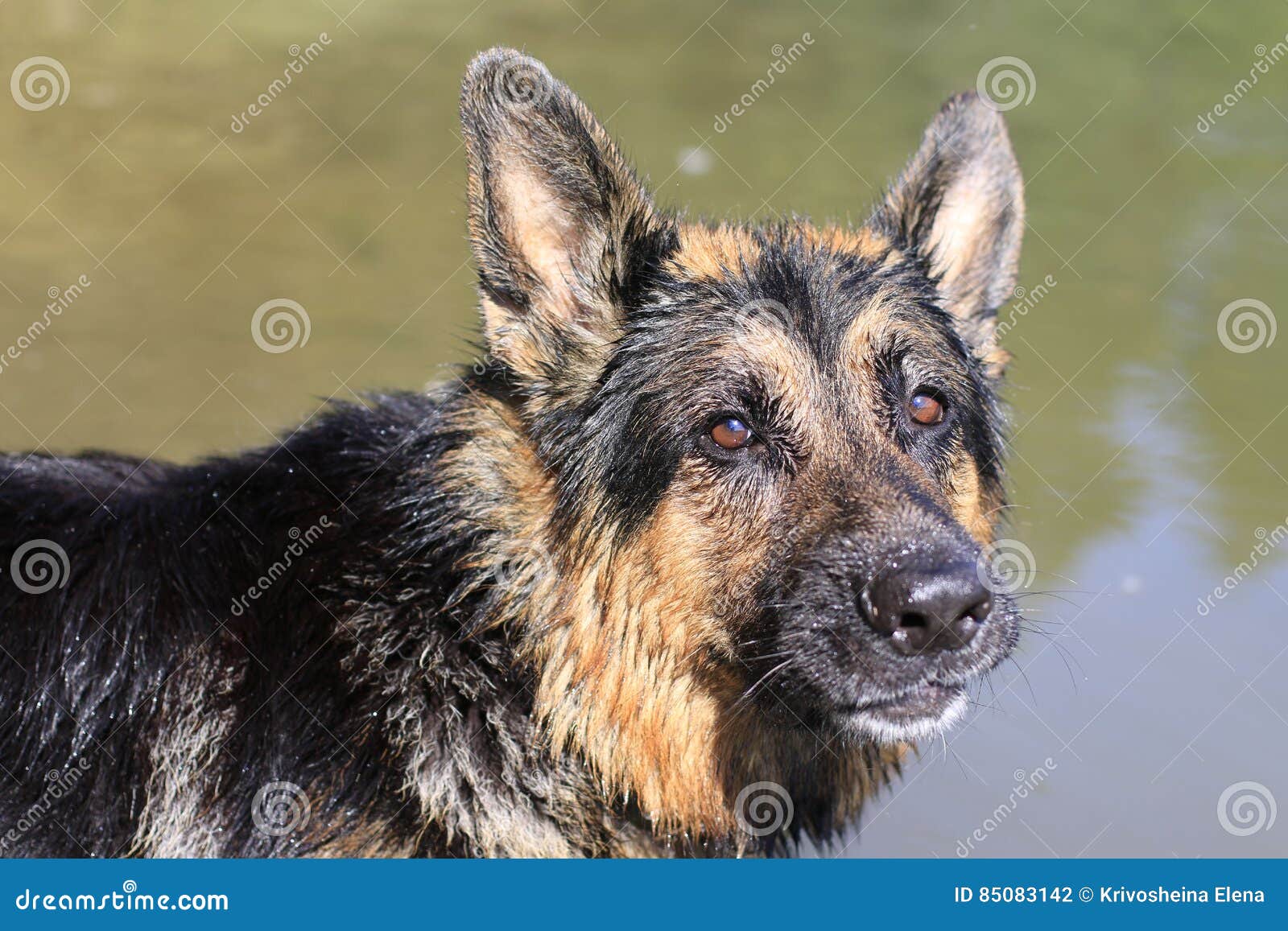 Wet Dog German Shepherd in a Water Stock Photo - Image of military ...