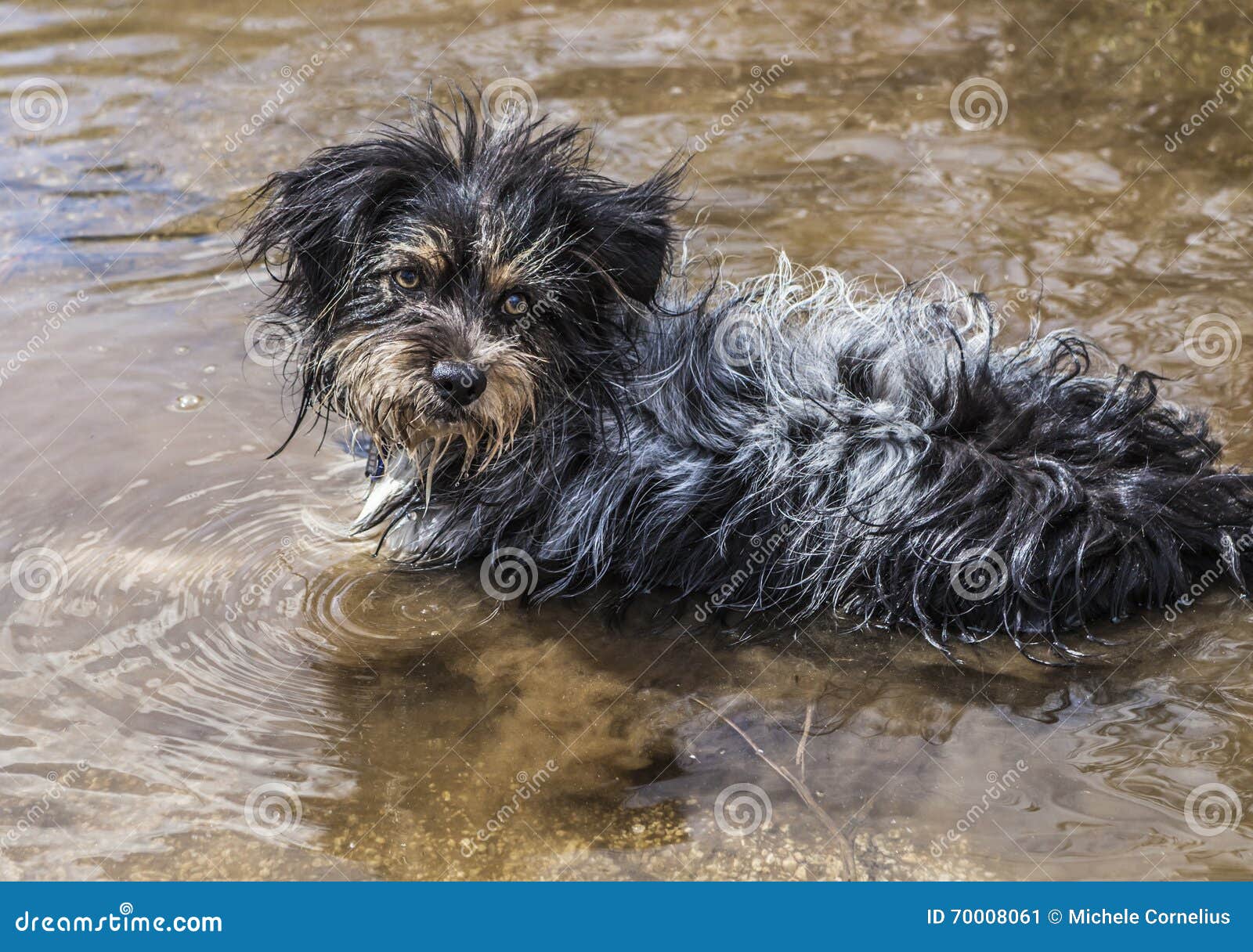 Wet Dog in Puddle stock image. Image of puddle, shaggy - 70008061