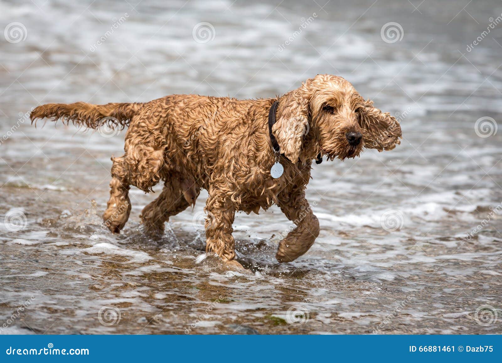 Wet dog running on a beach stock image. Image of tidal - 66881461