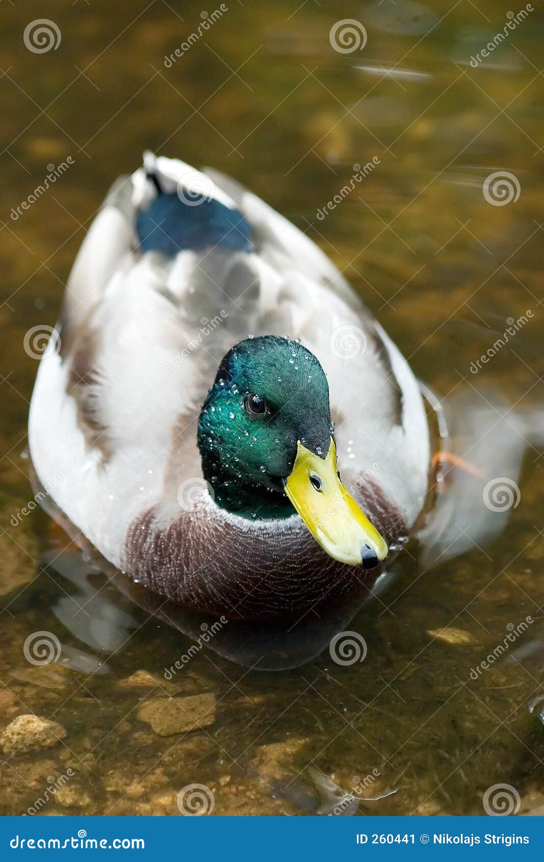 Wet Duck Picture. Image: 260441