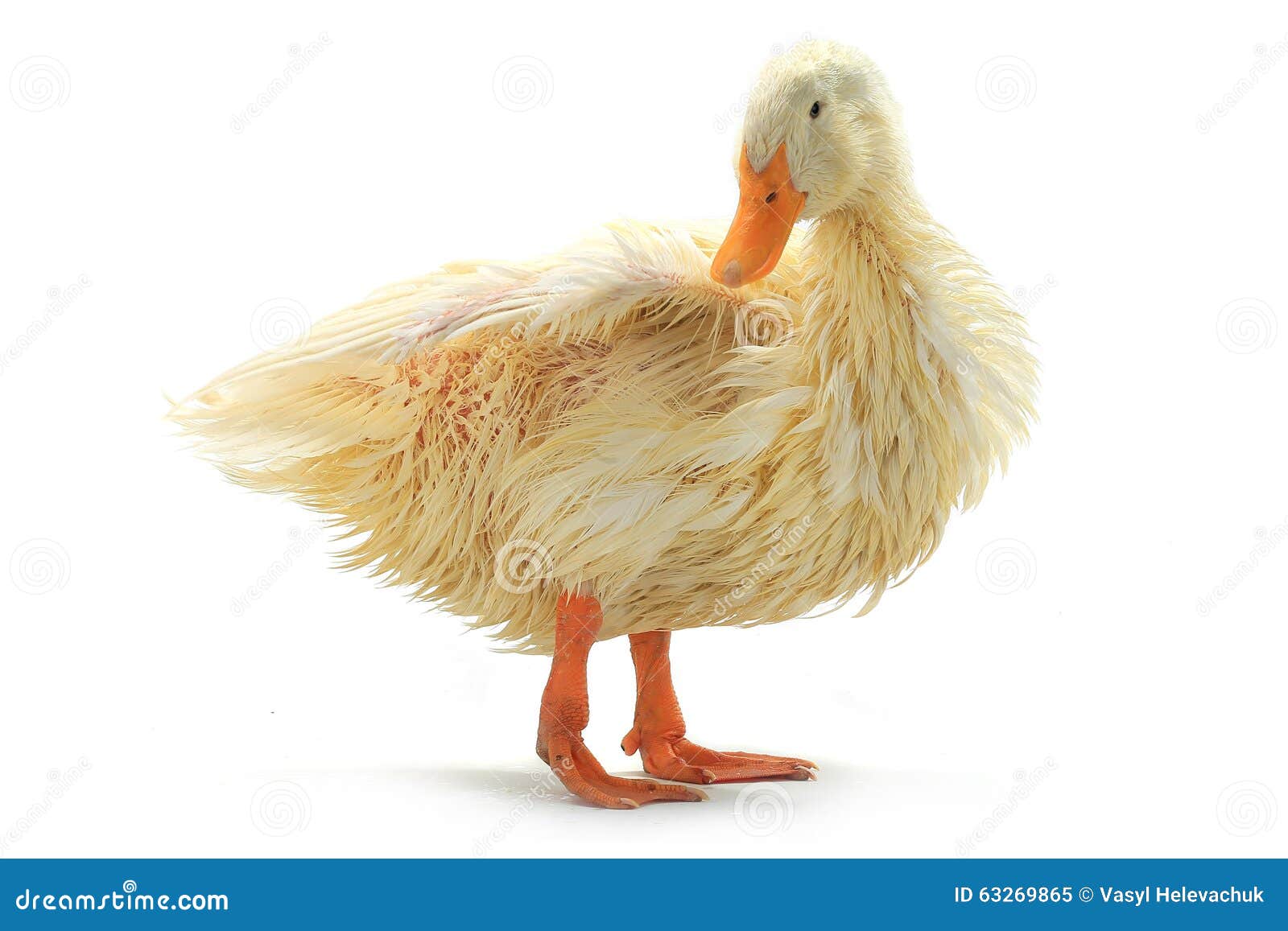 Wet duck stock image. Image of white, ornithology, bird - 63269865
