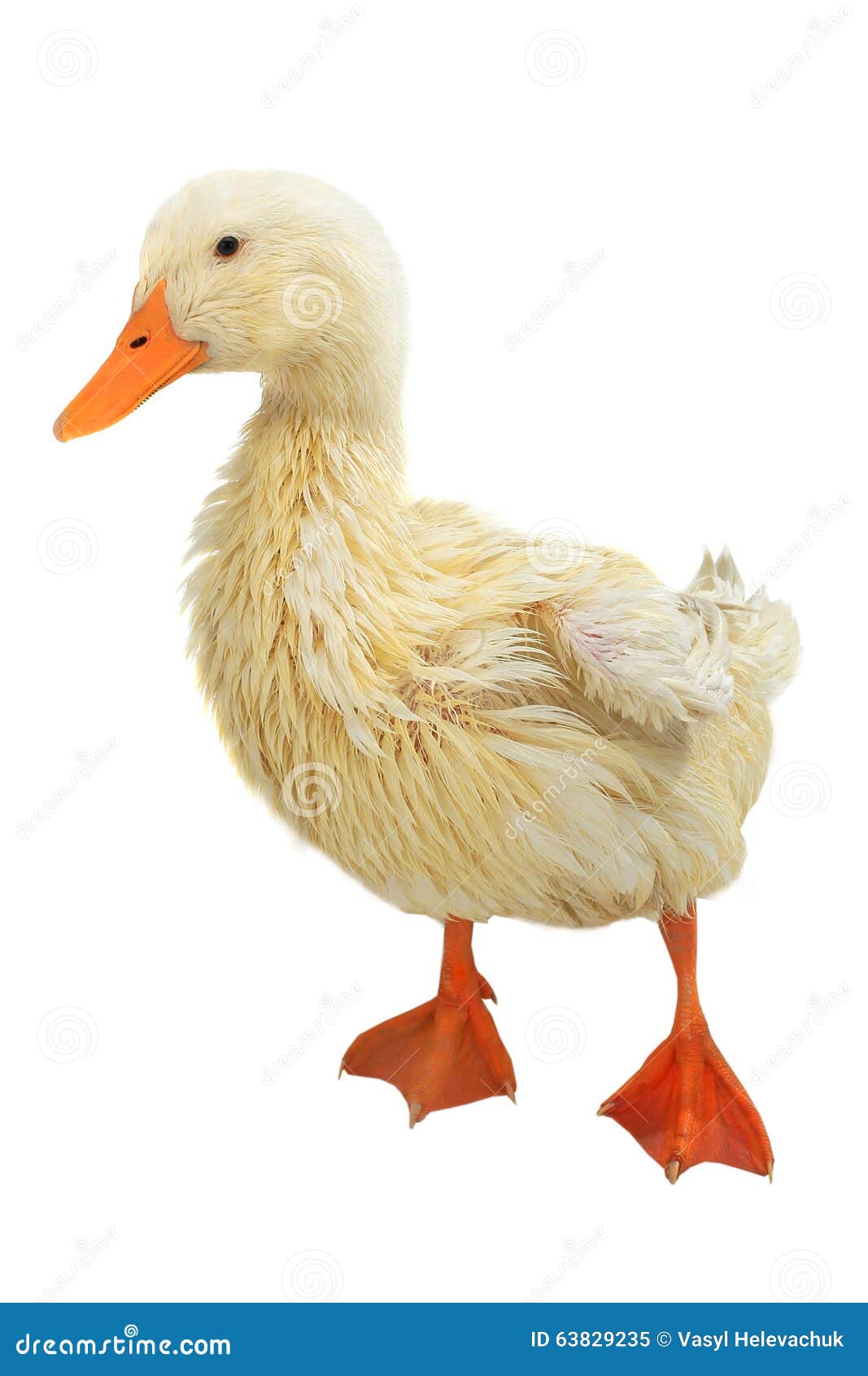 Wet duck stock image. Image of wildlife, duck, white - 63829235