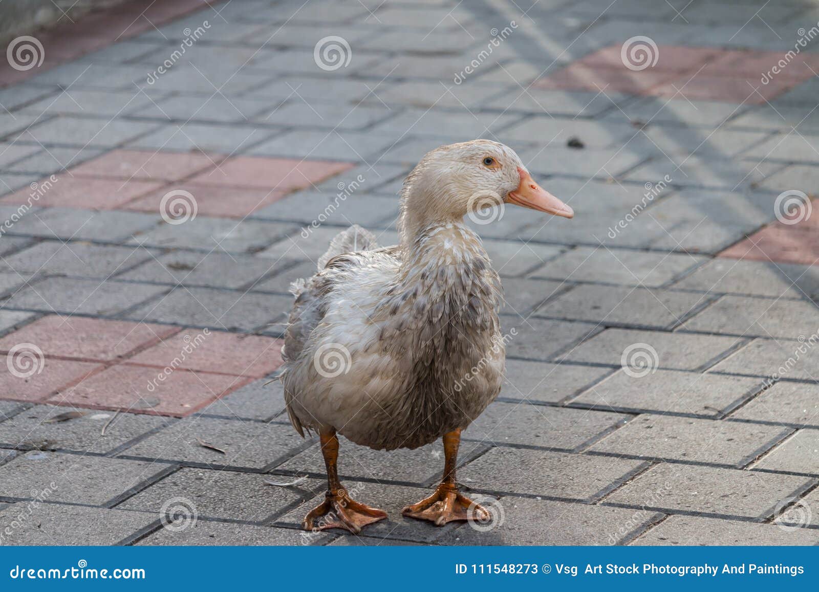A Wet Duck Rests on the Shore Stock Image - Image of orange, animal ...