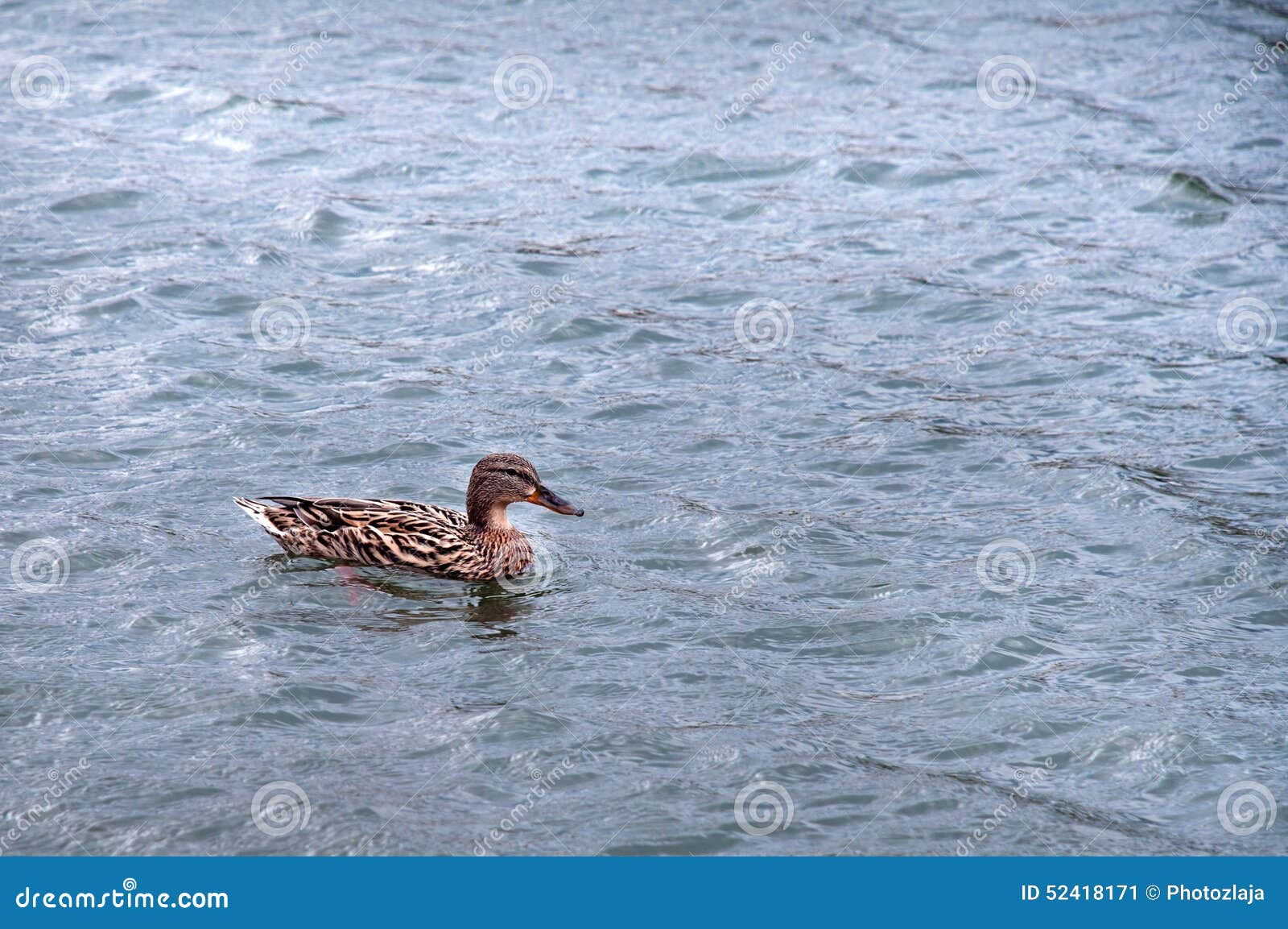 Wet Duck Swims in the Water Stock Image - Image of beauty, head: 52418171