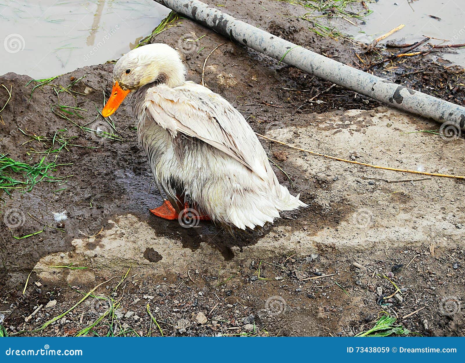 Wet duck stock image. Image of duck, white, lonely, bird - 73438059