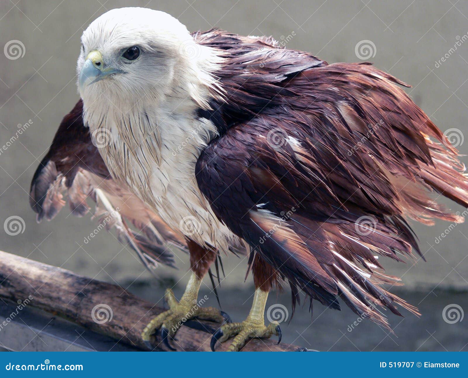 Wet Eagle Picture. Image: 519707