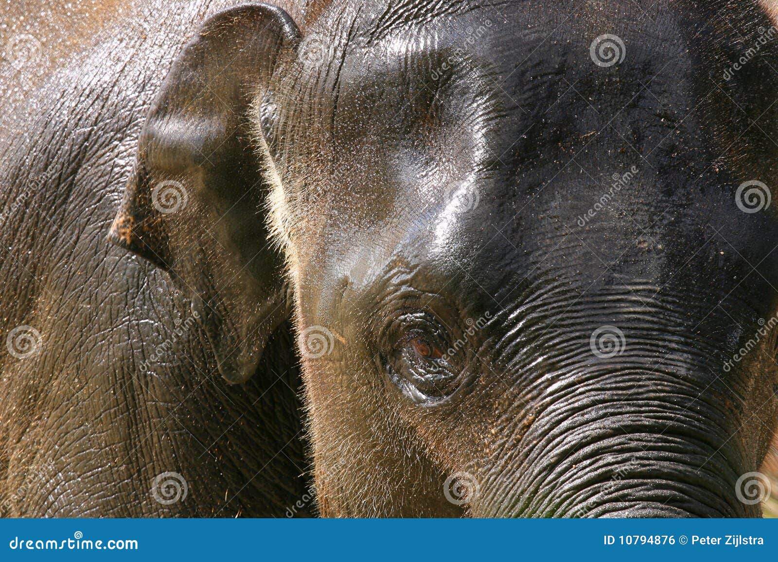 Wet elephant stock photo. Image of cool, young, cooling - 10794876