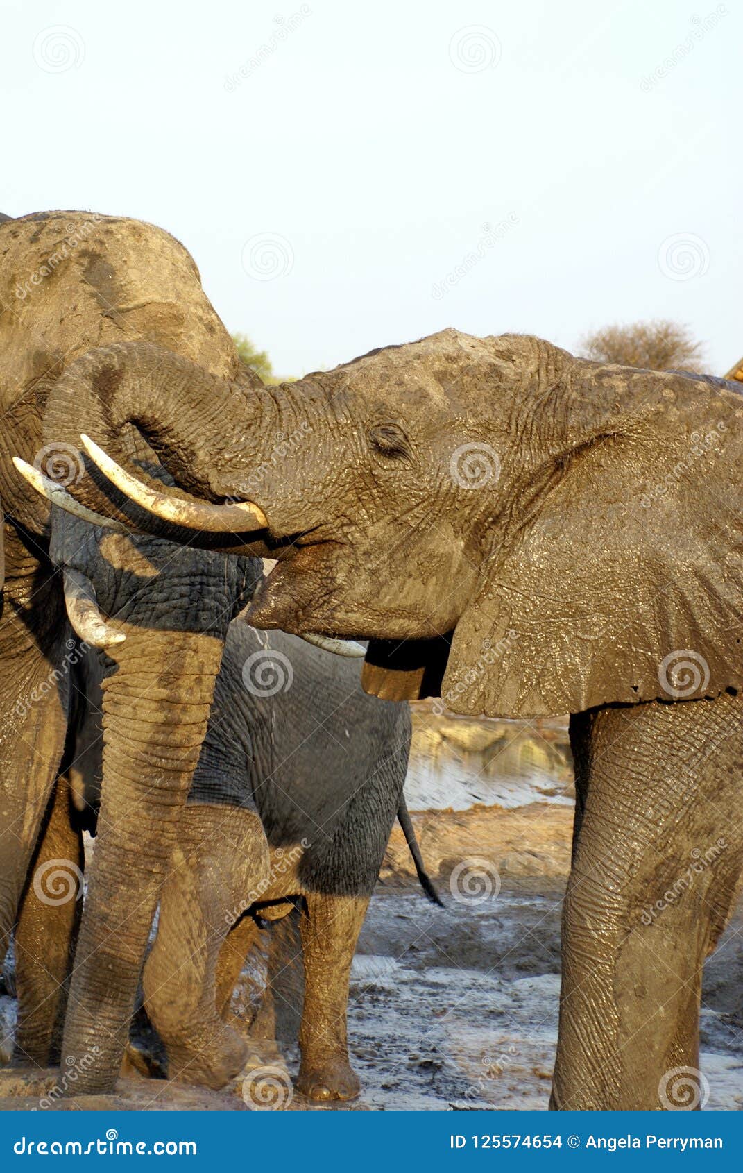Wet Elephant at a Watering Hole Stock Photo - Image of pachyderm, hole ...