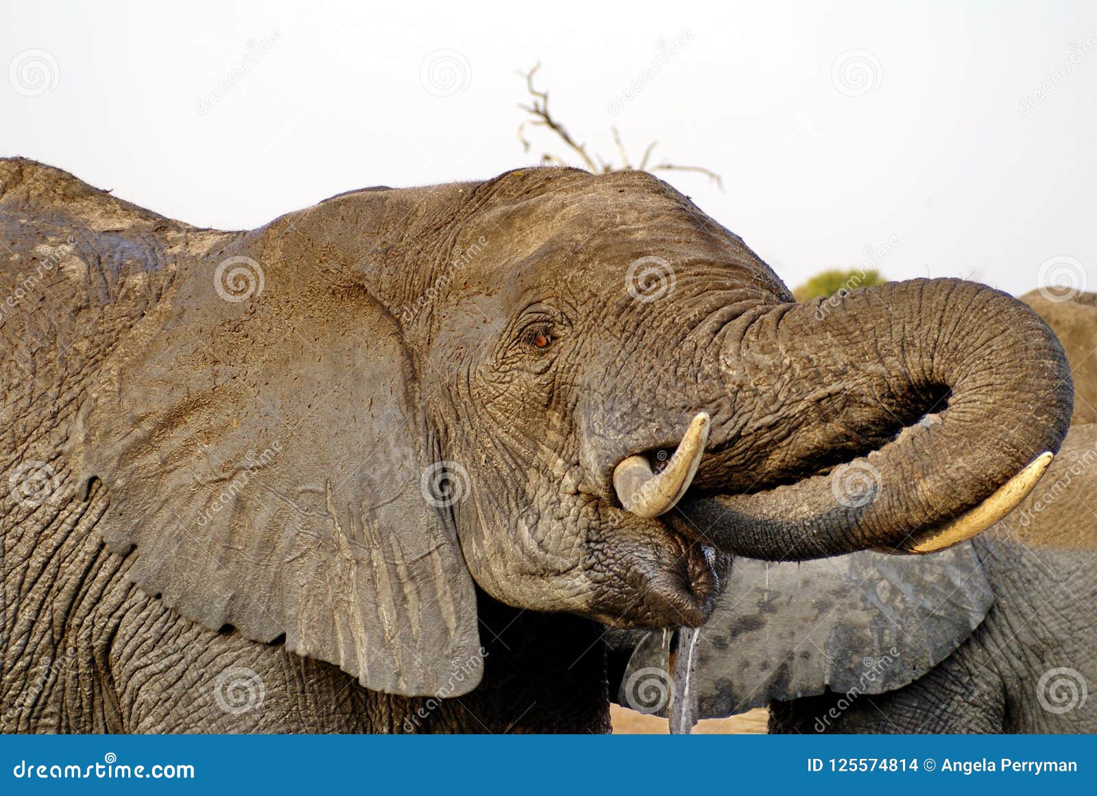 Wet Elephant at a Watering Hole Stock Photo - Image of safari, africa ...