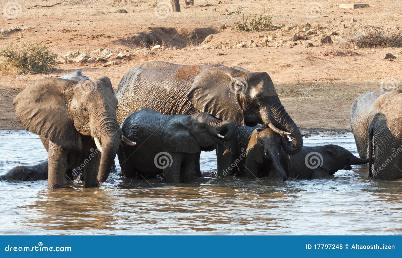 Wet Elephant Herd Drinking at a Waterhole Stock Photo - Image of ...