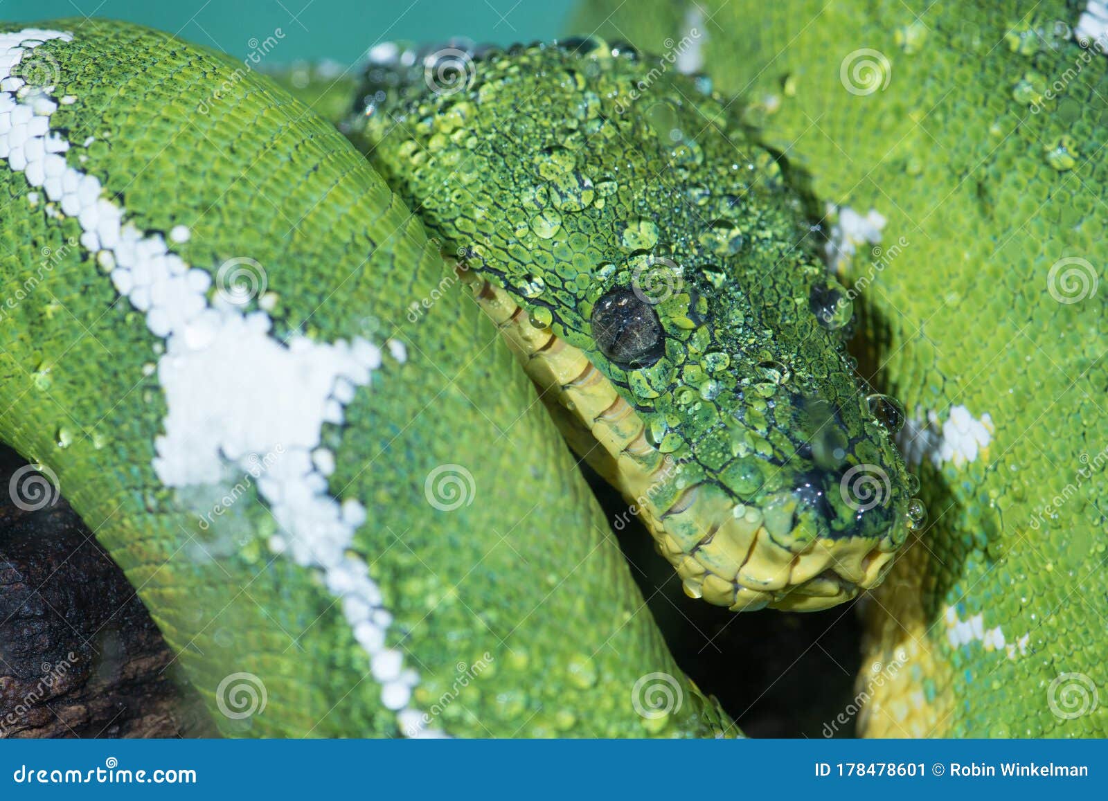 Wet emerald tree boa stock image. Image of constrictor - 178478601
