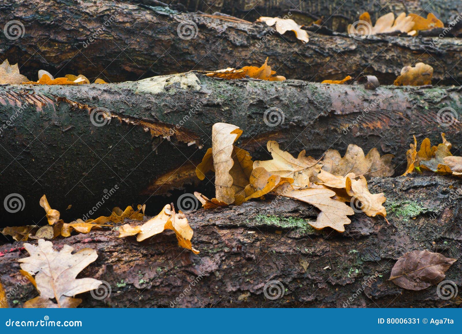 Wet fall leaves stock image. Image of cold, deciduous - 80006331