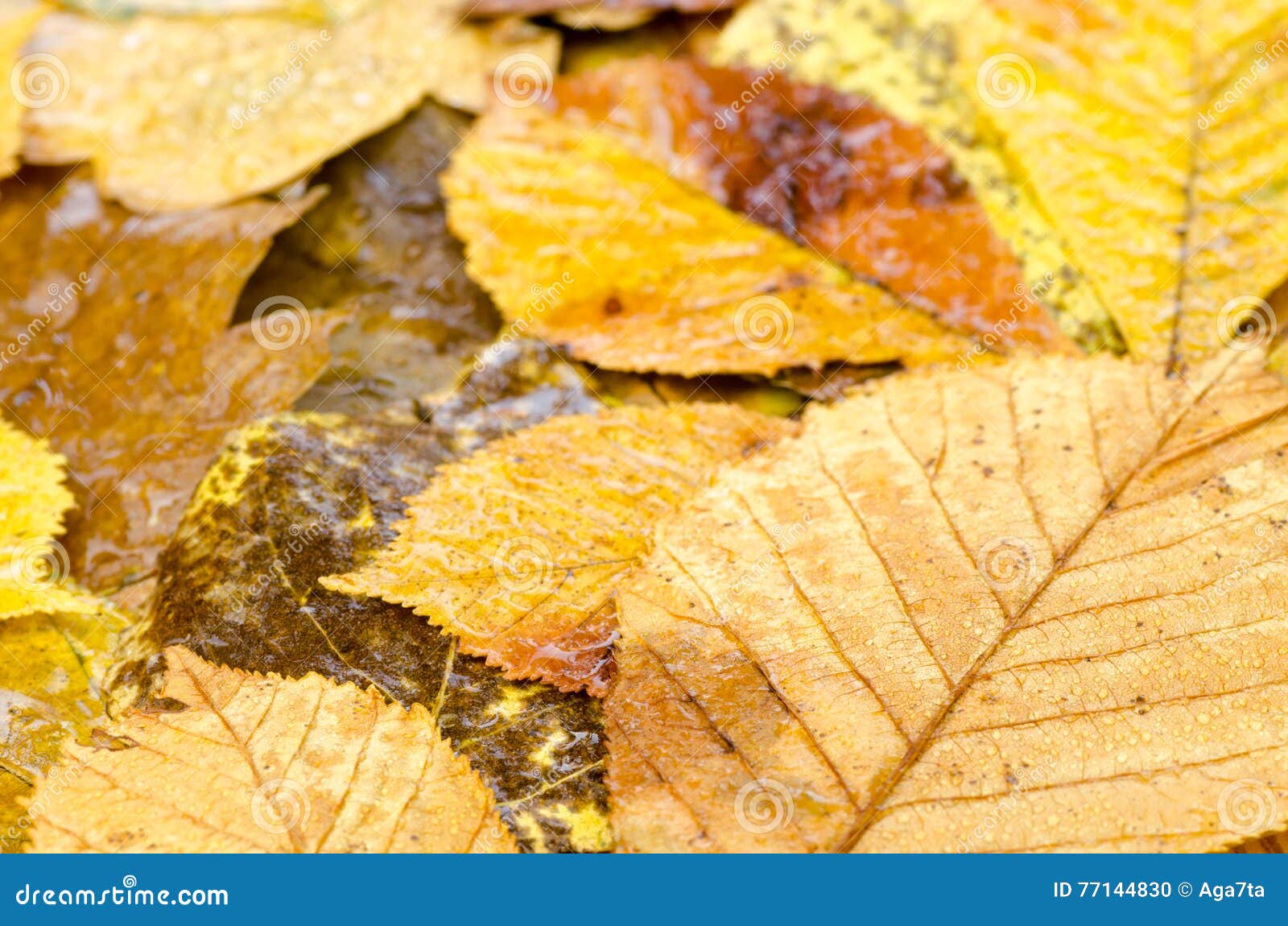 Wet fall leaves stock photo. Image of foliage, macro - 77144830