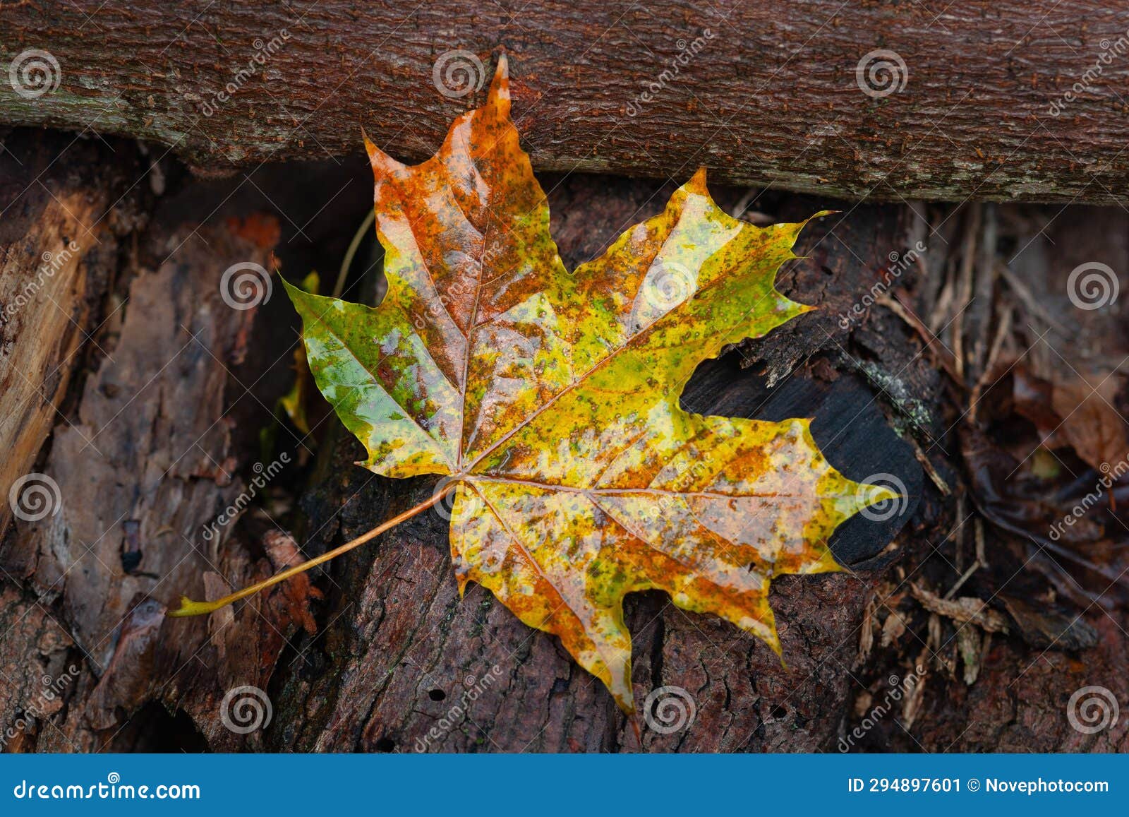 Wet Fallen Maple Leaf. Yellow Leaf. Fading Leaf Close-up. Selective ...