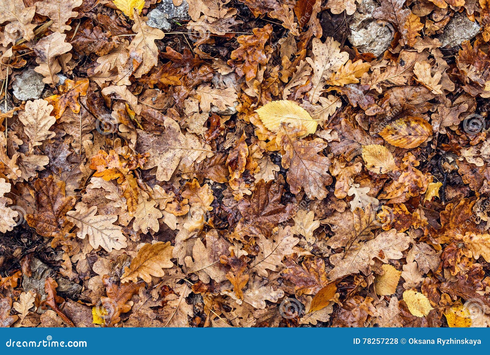 Wet Fallen Oak Leaves. Autumn Leaf Fall Stock Photo - Image of outdoor ...