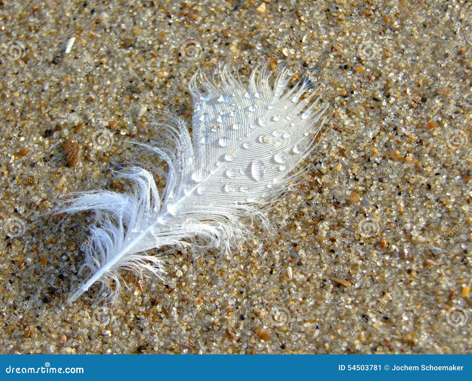 Wet feather on the beach stock image. Image of beach - 54503781