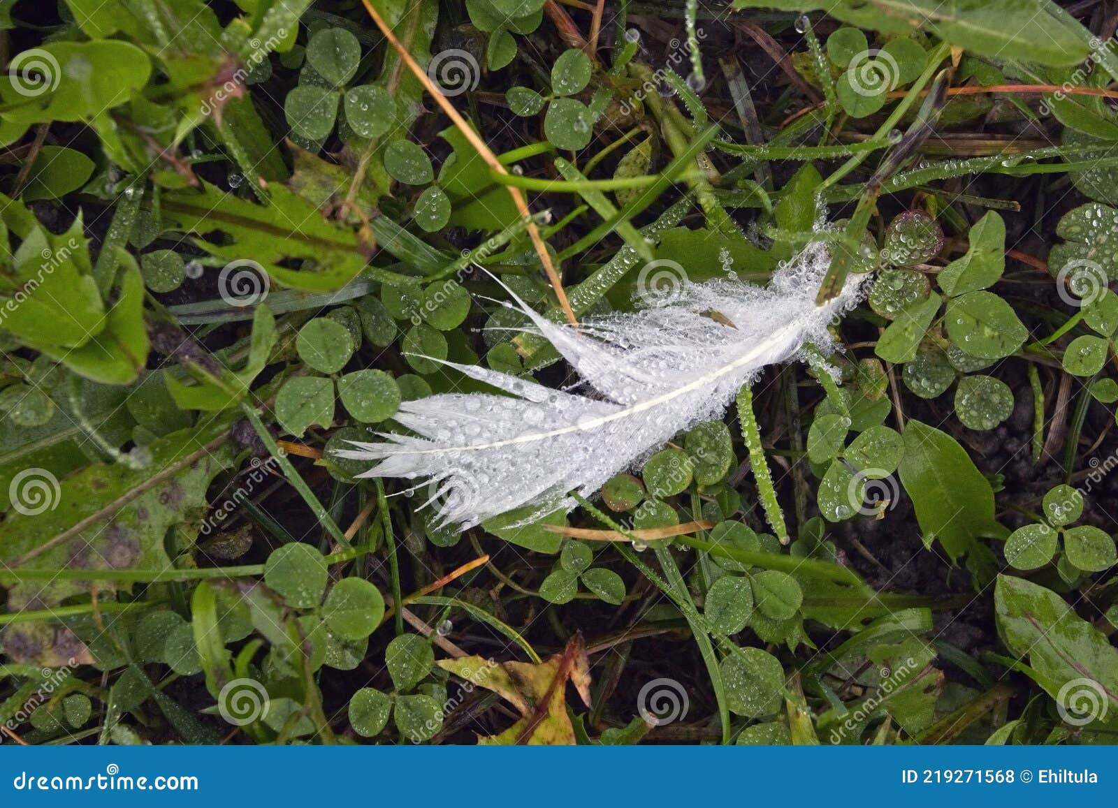 Wet feather on ground stock photo. Image of feather - 219271568