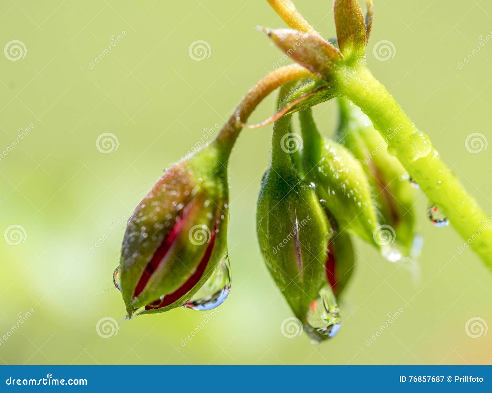 Wet flower buds stock image. Image of vegetation, closeup - 76857687