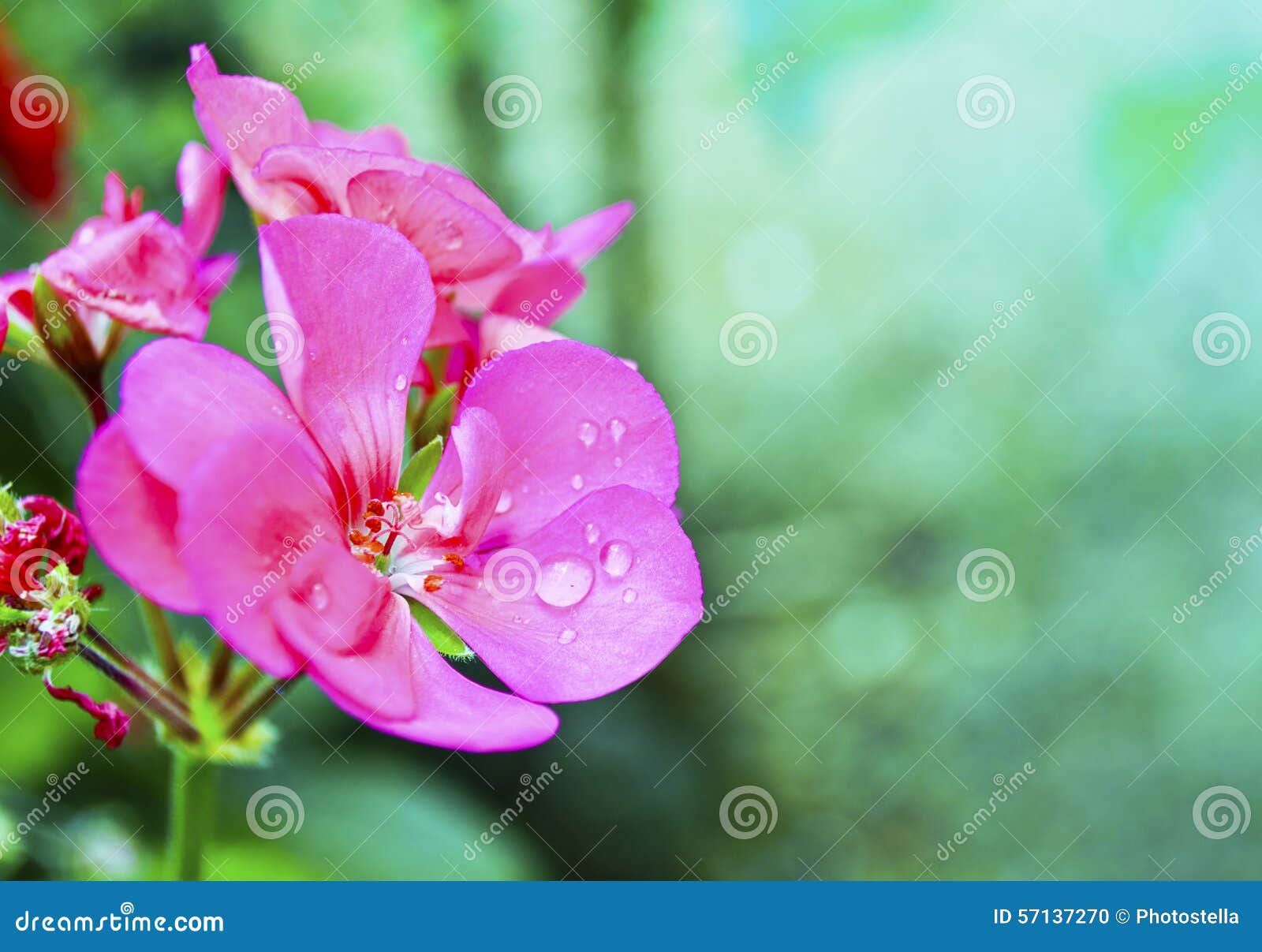 Wet flower stock photo. Image of geraniums, lush, beauty - 57137270