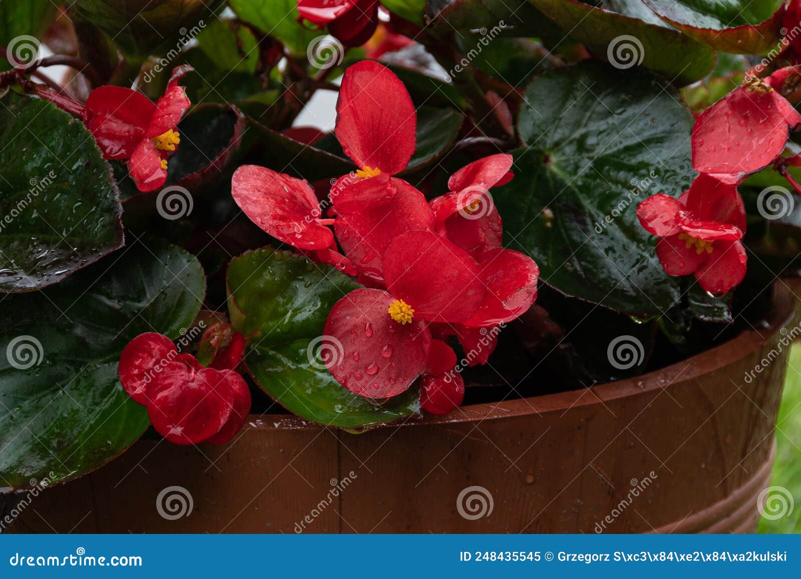 Wet flower in the put stock image. Image of beauty, flowers - 248435545