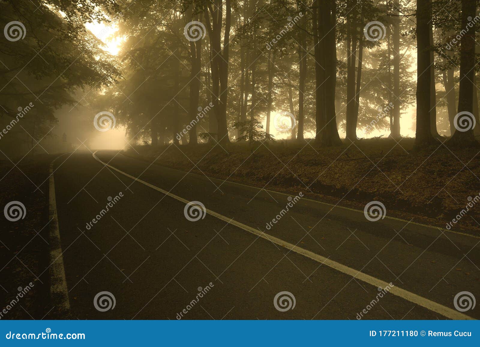A wet foggy forest road stock photo. Image of green - 177211180