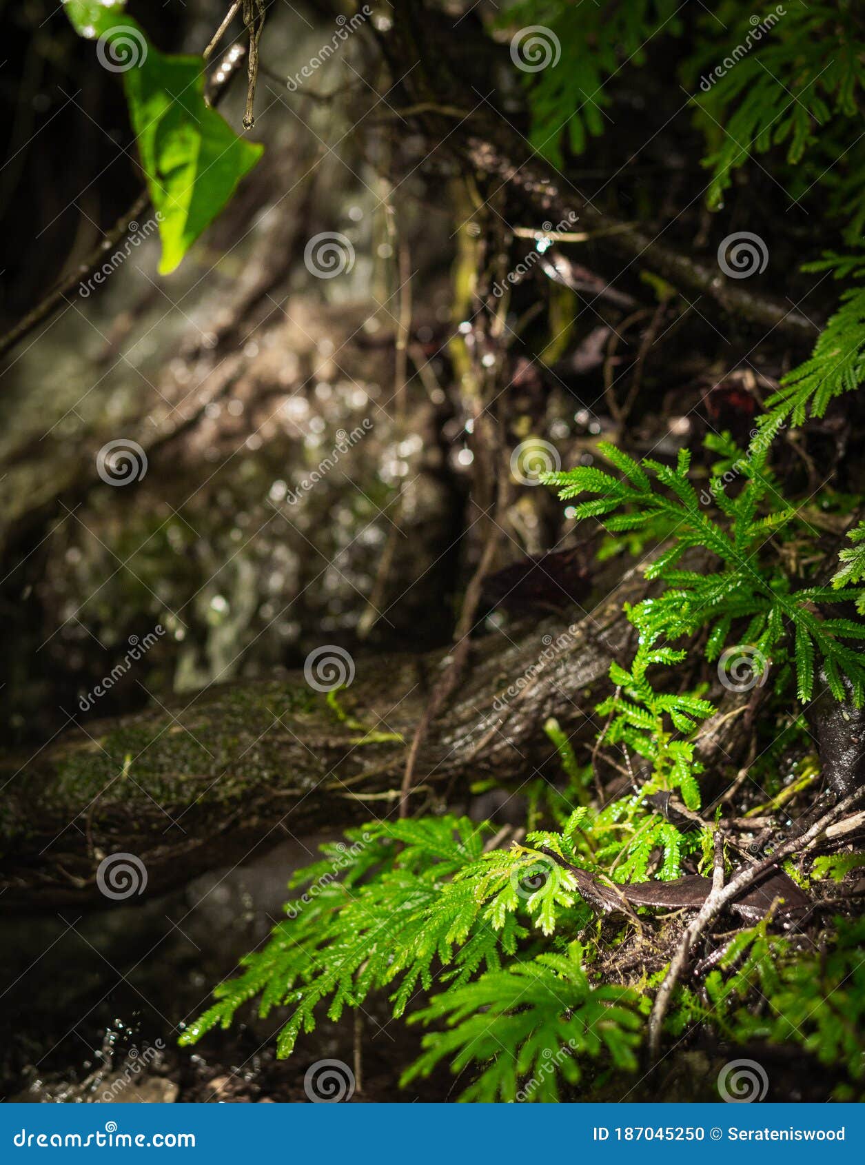 Wet Foliage in Forest Flore Stock Photo - Image of growth, botany ...