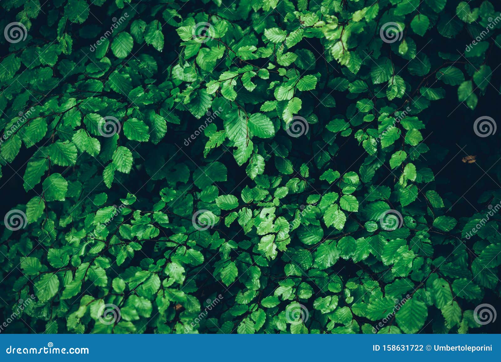 14,834 Foliage Textures Stock Photos - Free & Royalty-Free Stock Photos ...