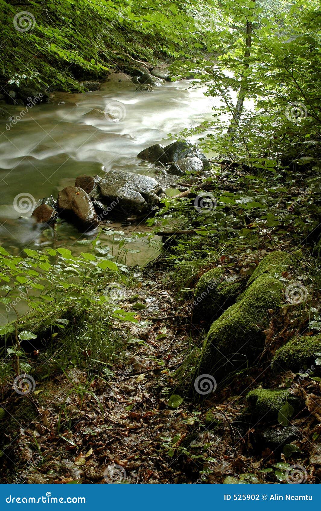Wet Forest stock photo. Image of nature, flow, cold, river - 525902