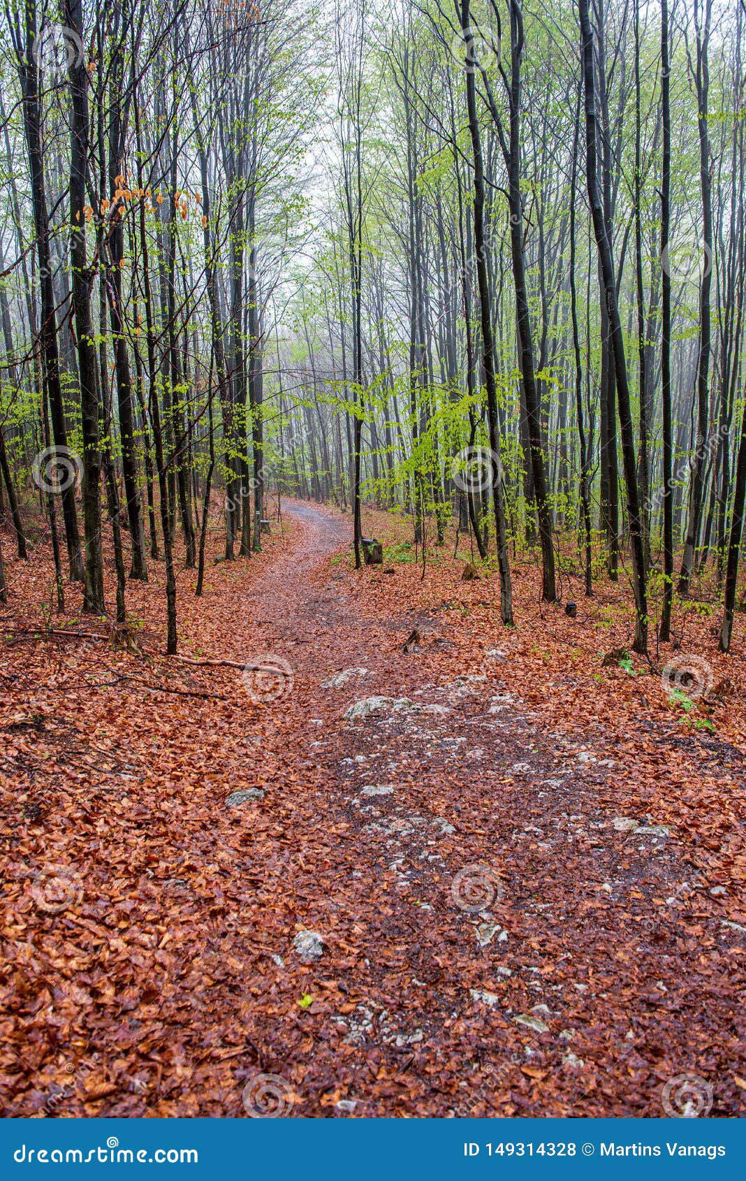 Wet Forest in Autumn Mist with Red and Green Tree Leaves Stock Photo ...