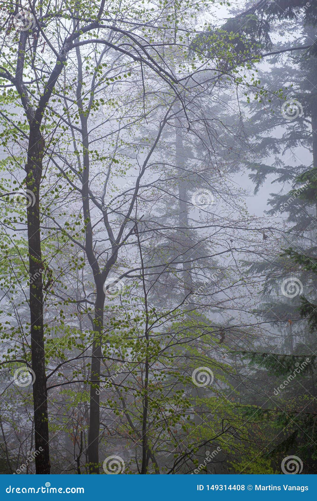 Wet Forest in Autumn Mist with Red and Green Tree Leaves Stock Photo ...