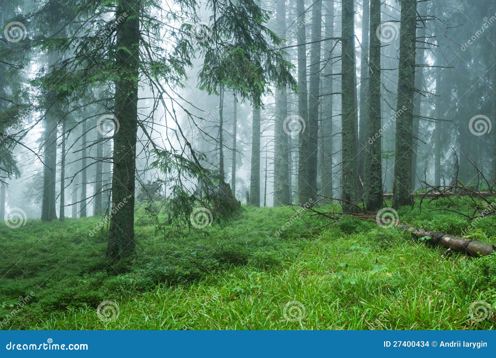 Wet forest in the fog stock photo. Image of morning, rainforest - 27400434